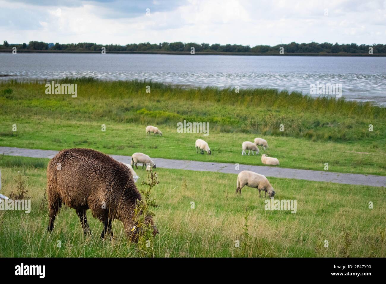 sheep of the town of Gluckstadt, Germany Stock Photo - Alamy