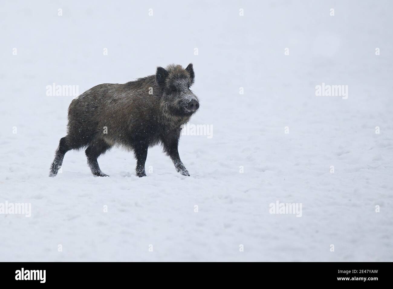 Boar White Background High Resolution Stock Photography and Images - Alamy