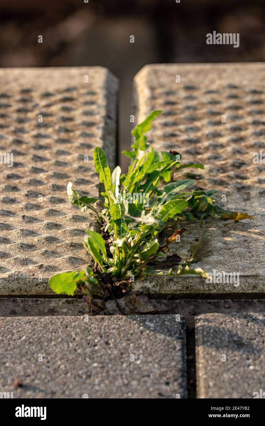 Closeup vertical shot of grass bush growing through a crack of a tiled ...