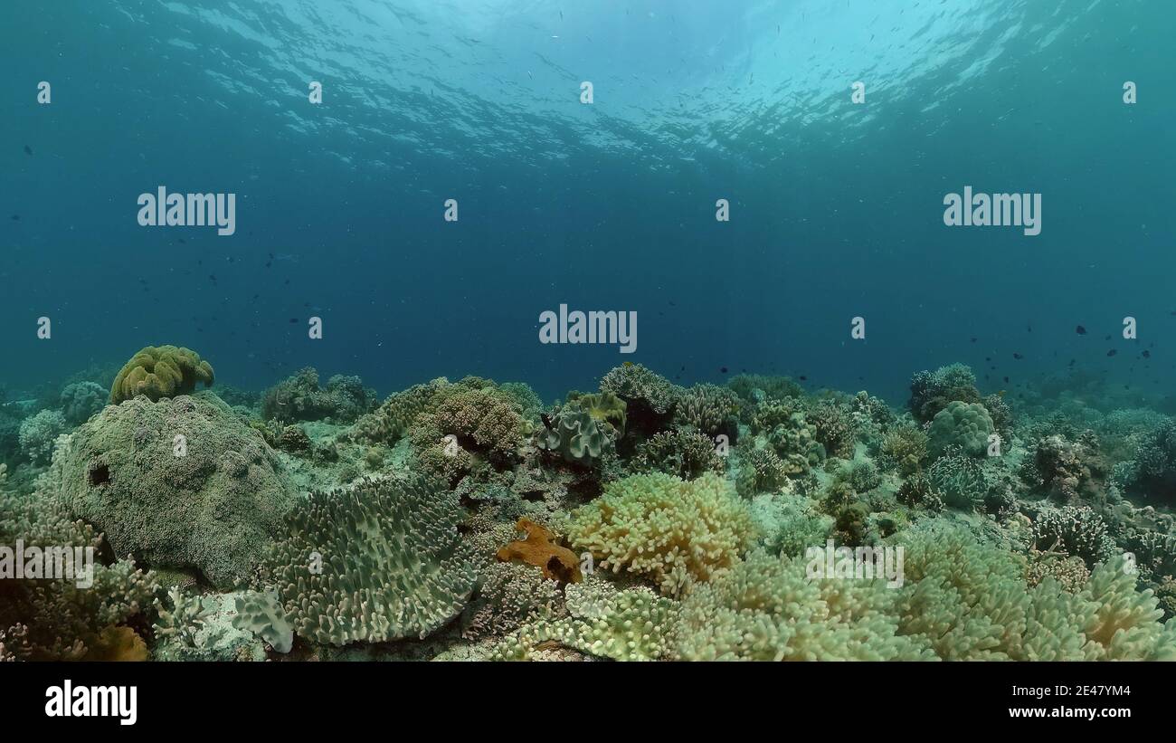 Tropical colourful underwater seascape. Tropical fishes and coral reef ...