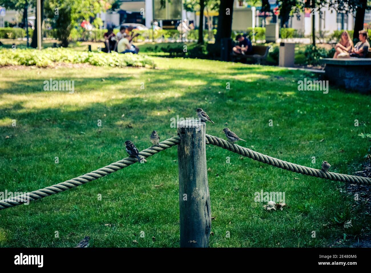 Sparrow on rope hi-res stock photography and images - Alamy
