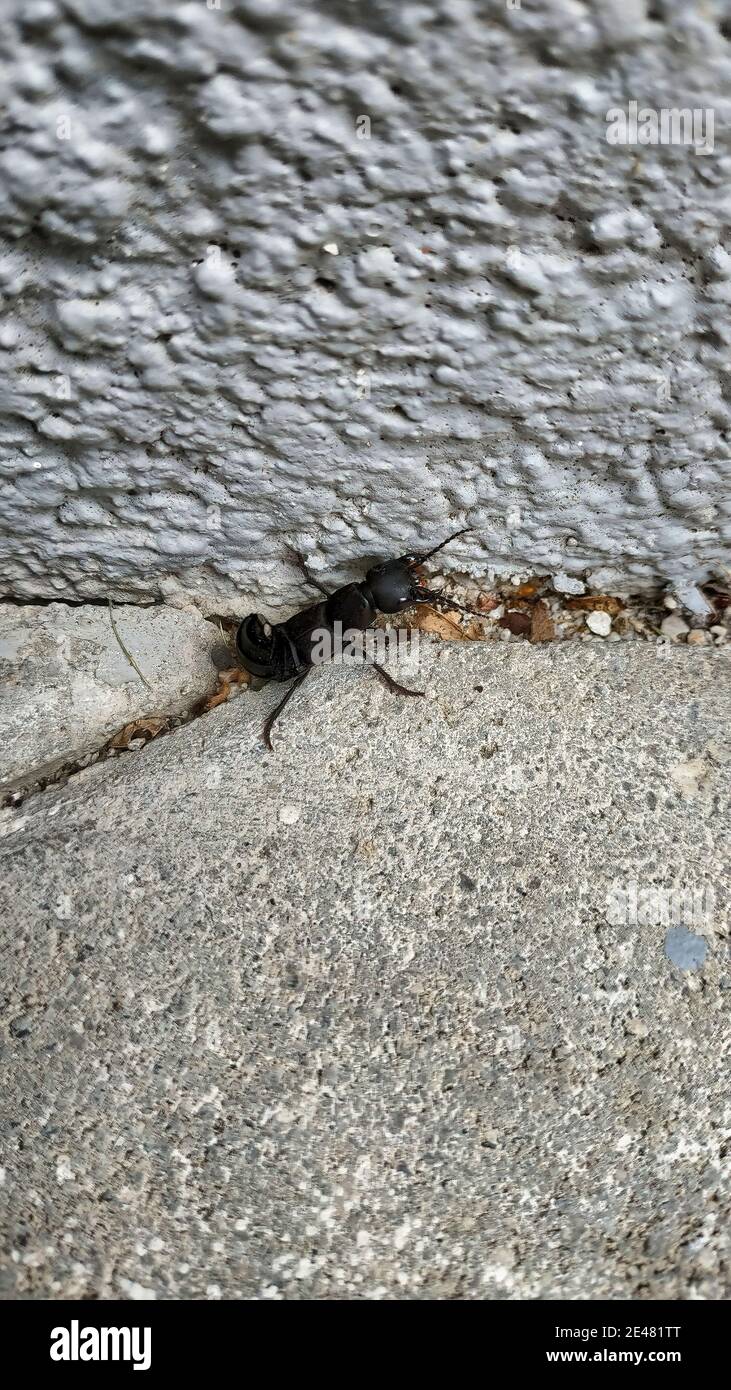 Vertical high angle shot of a black-colored horned beetle on the ground ...