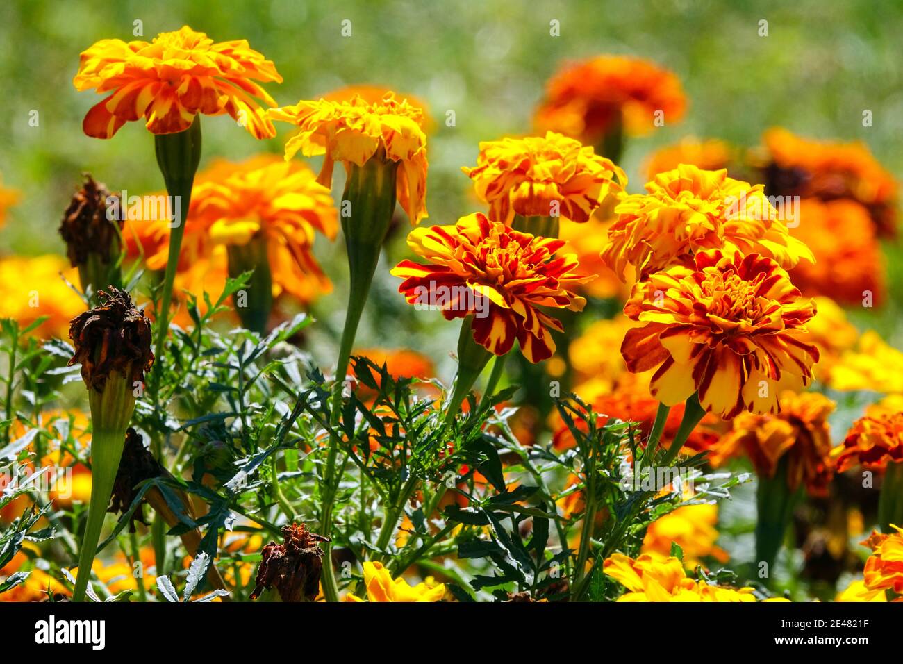 Aztec orange hi-res stock photography and images - Alamy