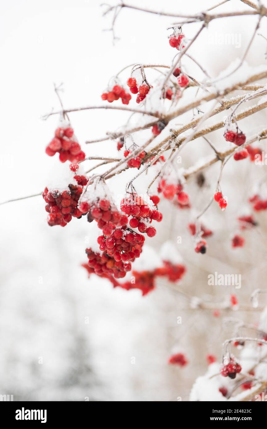 Vertical selective focus shot of red berries on the branches of a tree ...
