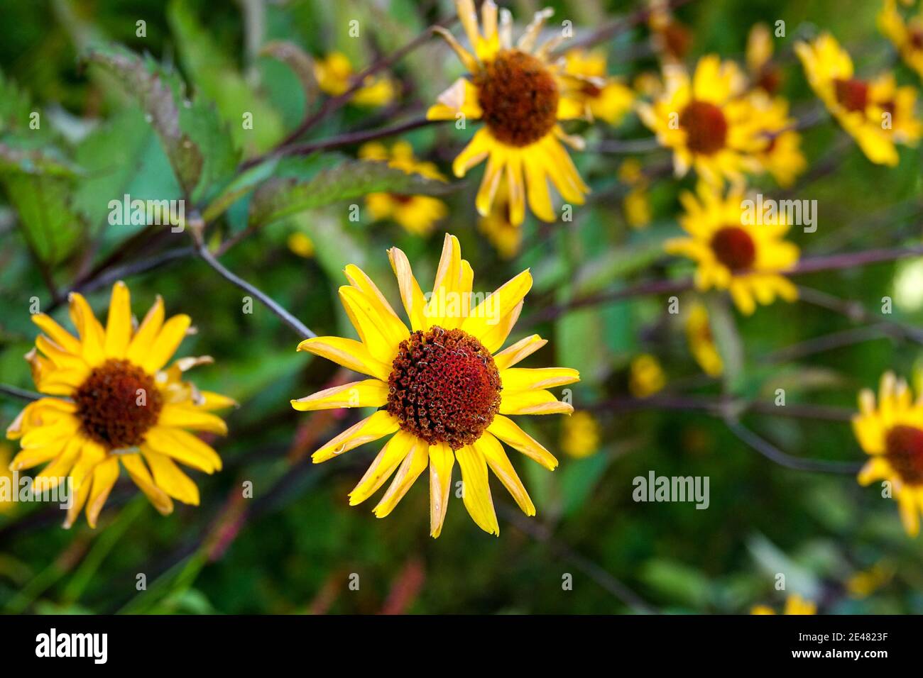Heliopsis Scabra Burning Hearts False sunflower Stock Photo - Alamy