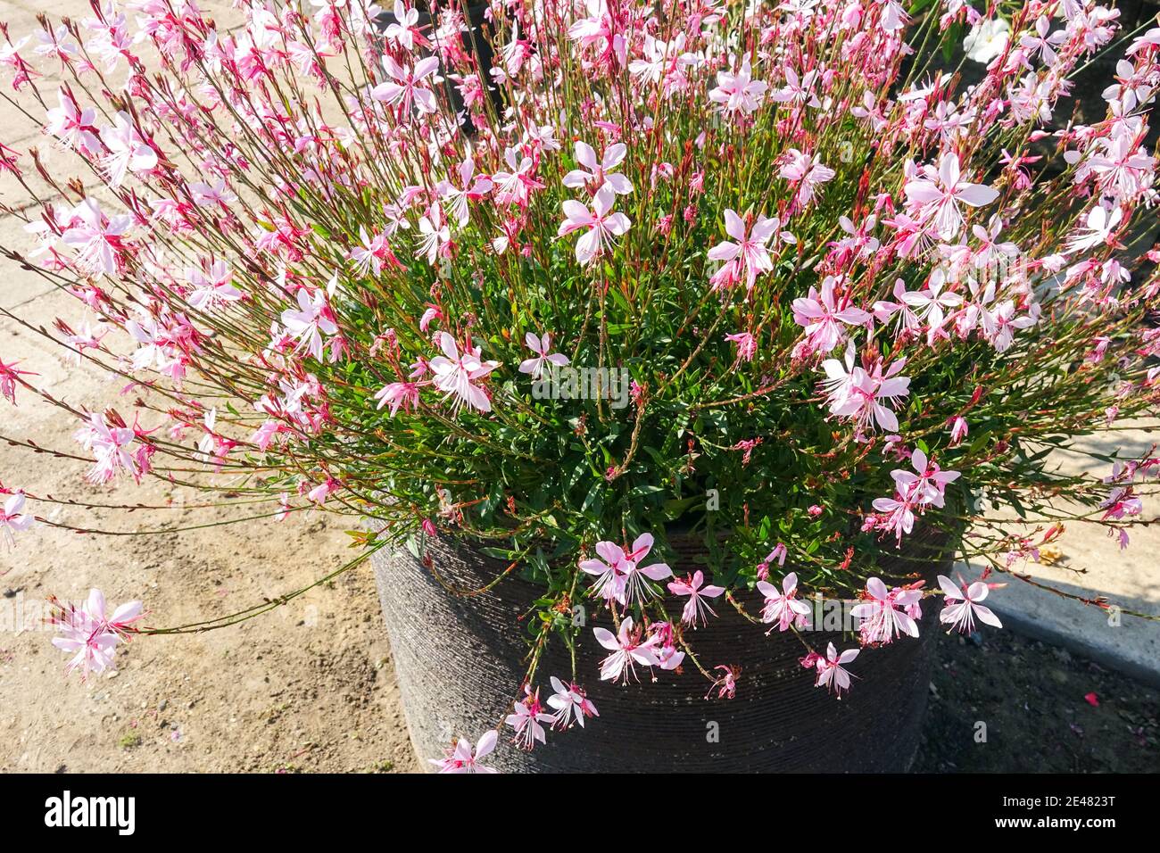 Gaura in container Stock Photo - Alamy