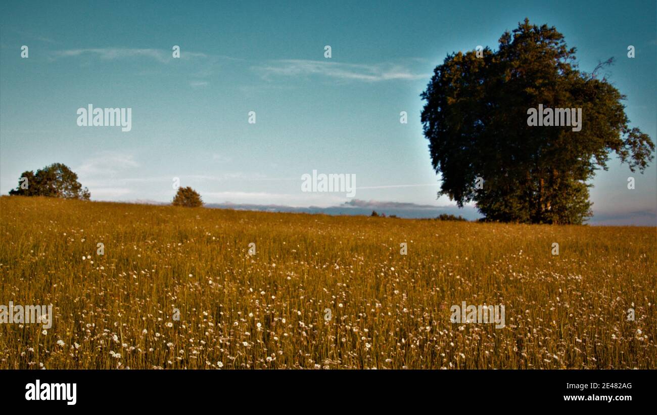 Green big tree in the meadow during the sunny day Stock Photo - Alamy