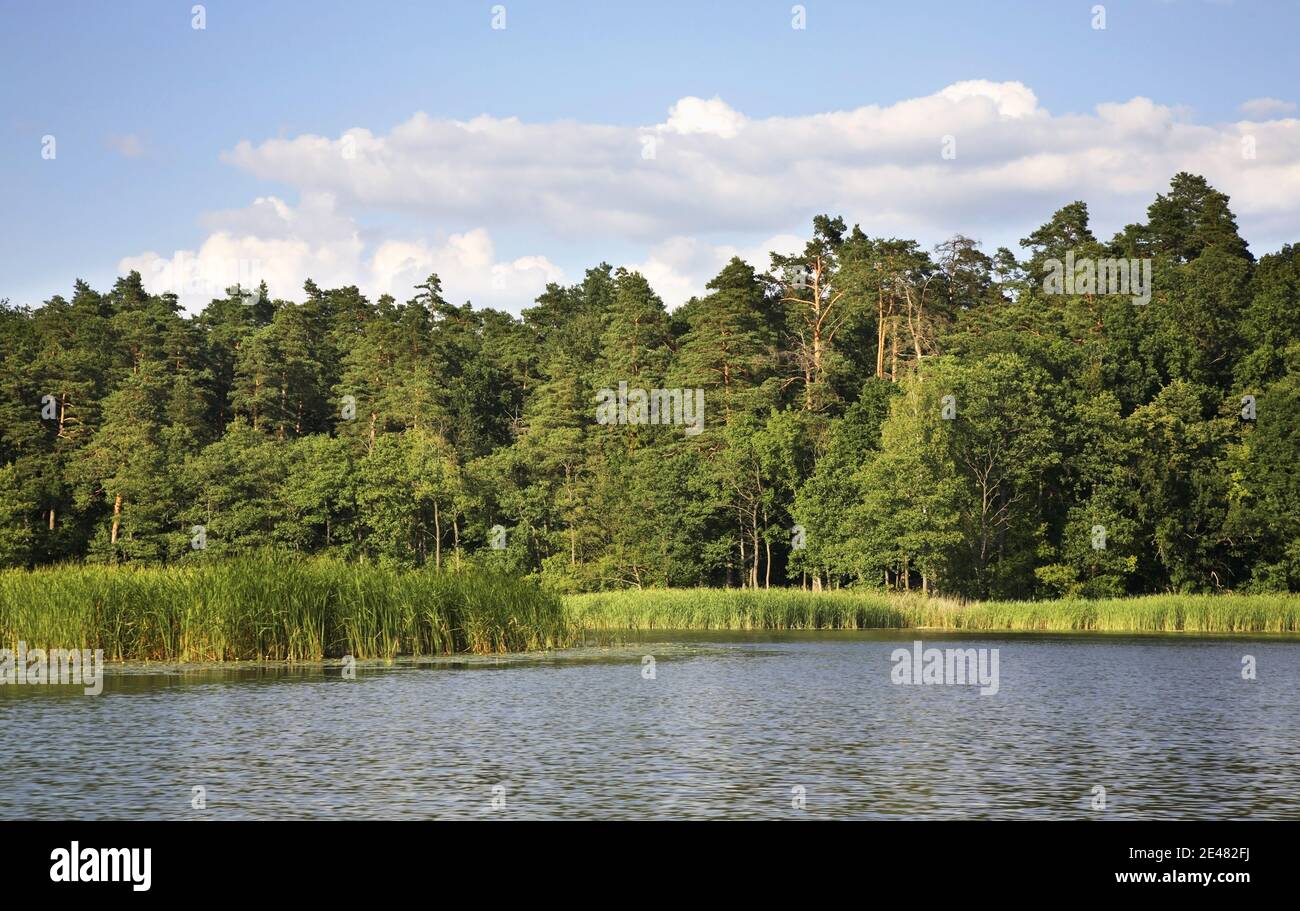 Augustow forest hi-res stock photography and images - Alamy