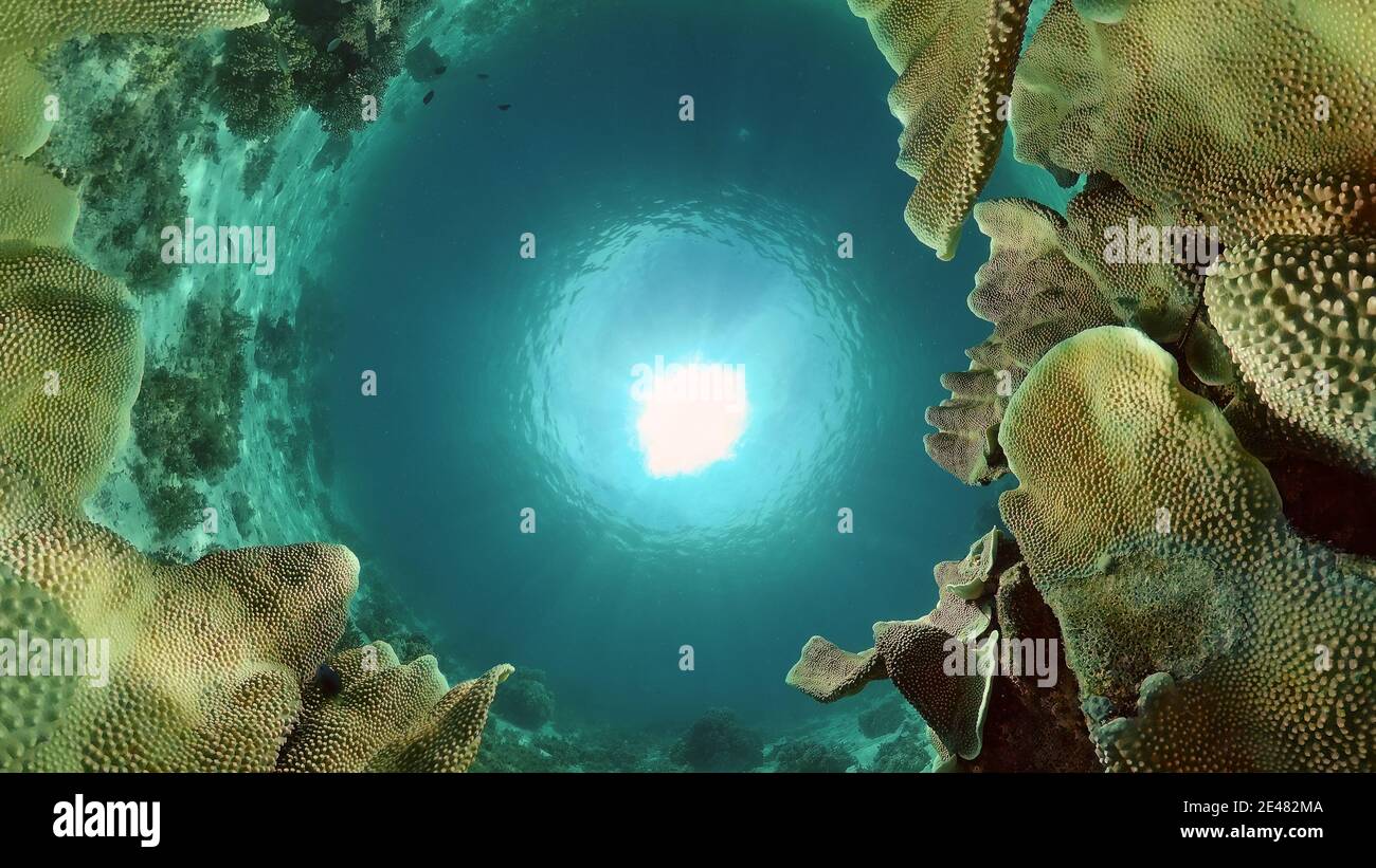 Tropical Blue Water Colorful Fishes. Tropical underwater sea fish ...