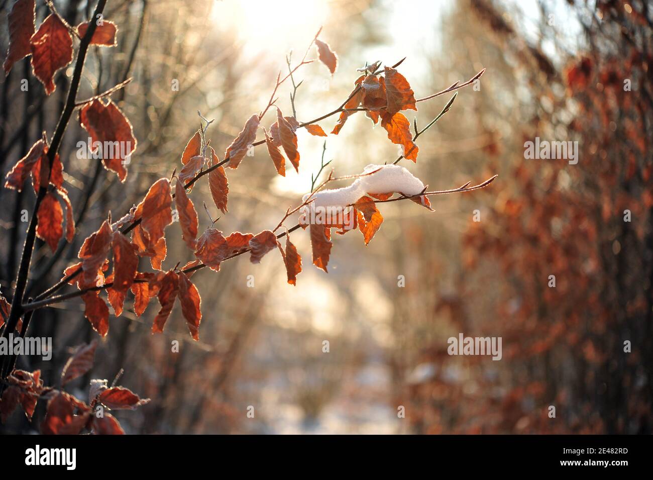 Branches with brown faded leaves with snow in golden sun light. Nature ...