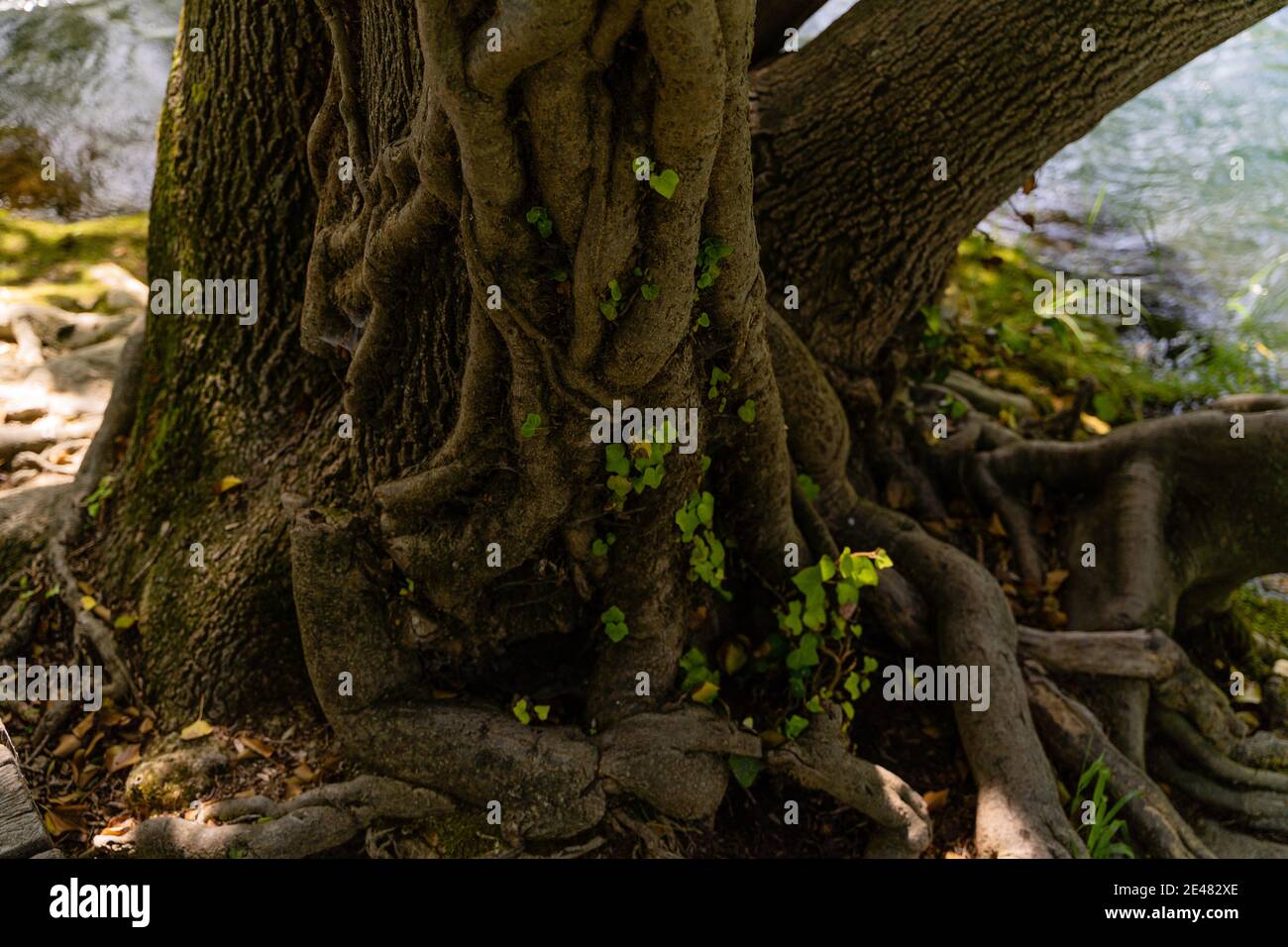 Structured nature hi-res stock photography and images - Alamy