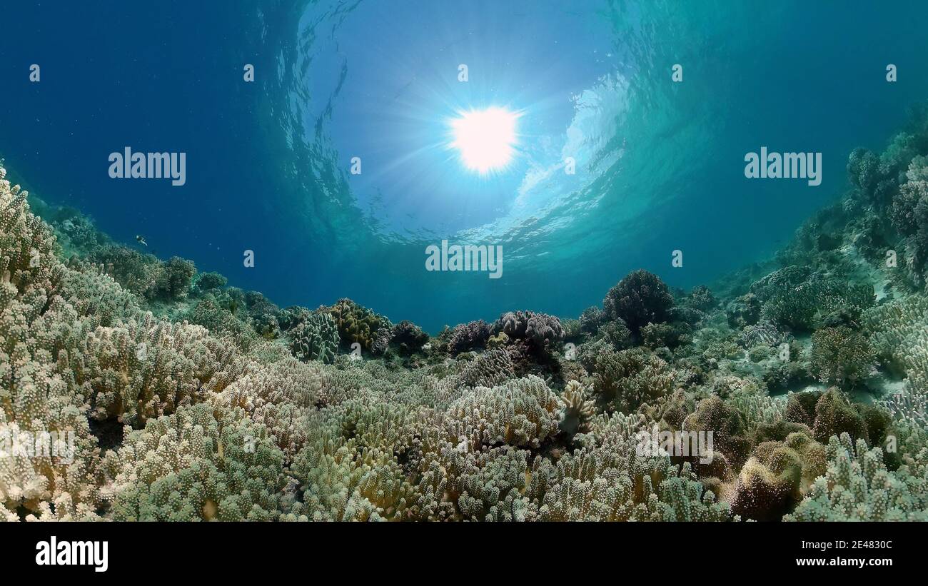 Underwater Colorful Tropical Fishes. wonderful and beautiful underwater ...