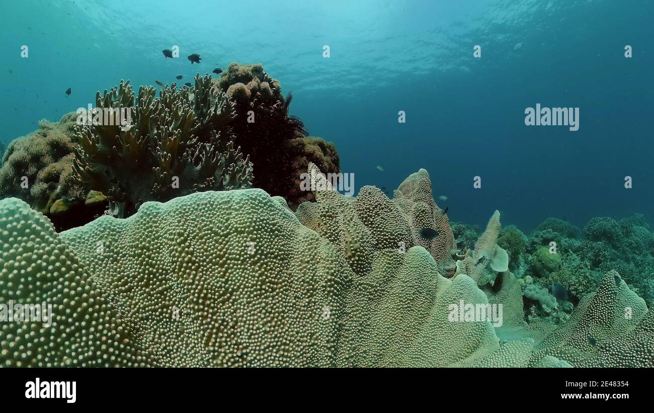 Coral reef underwater with fishes and marine life. Coral reef and ...