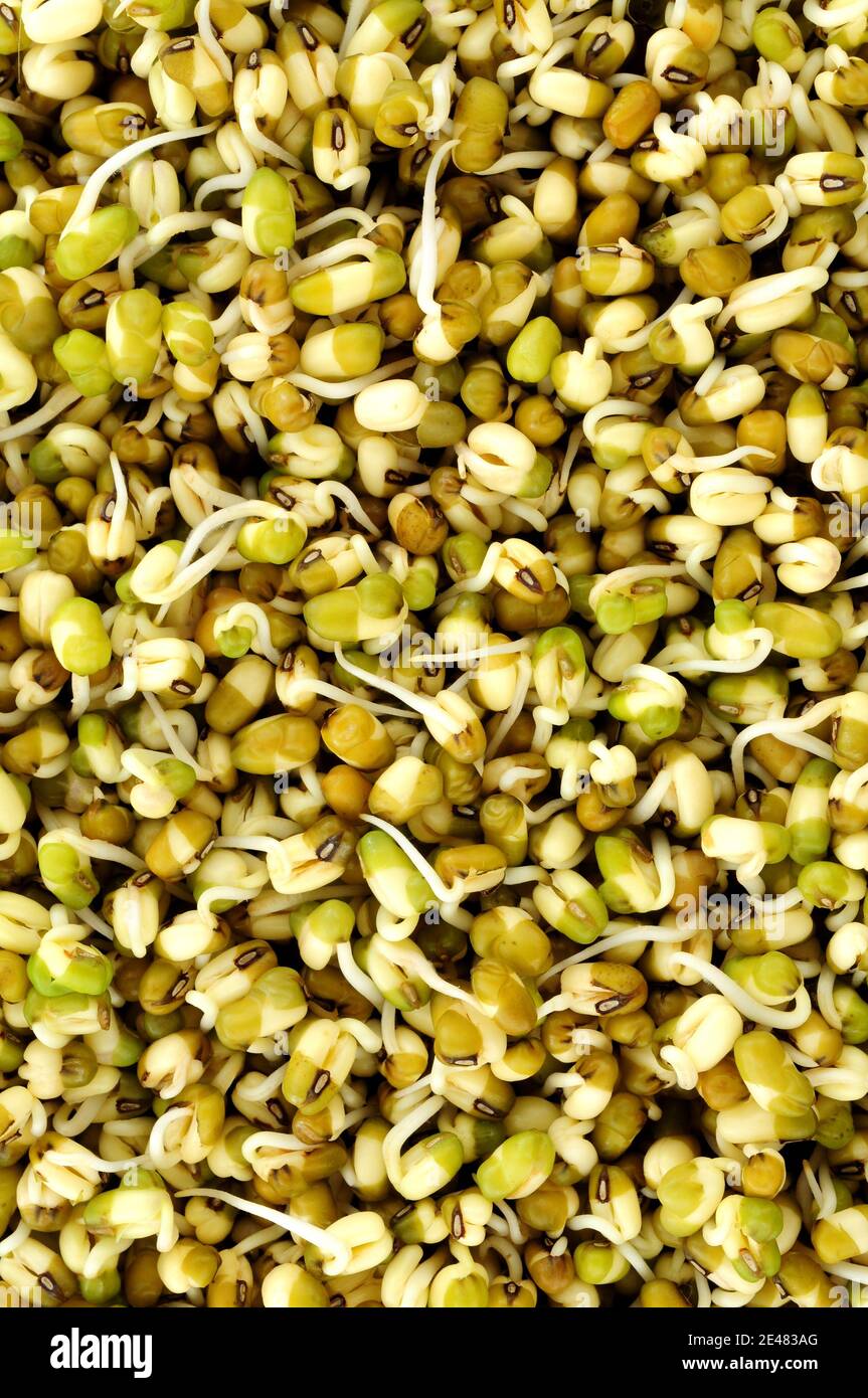 Germinating mung bean background, also known as green gram and maash ...
