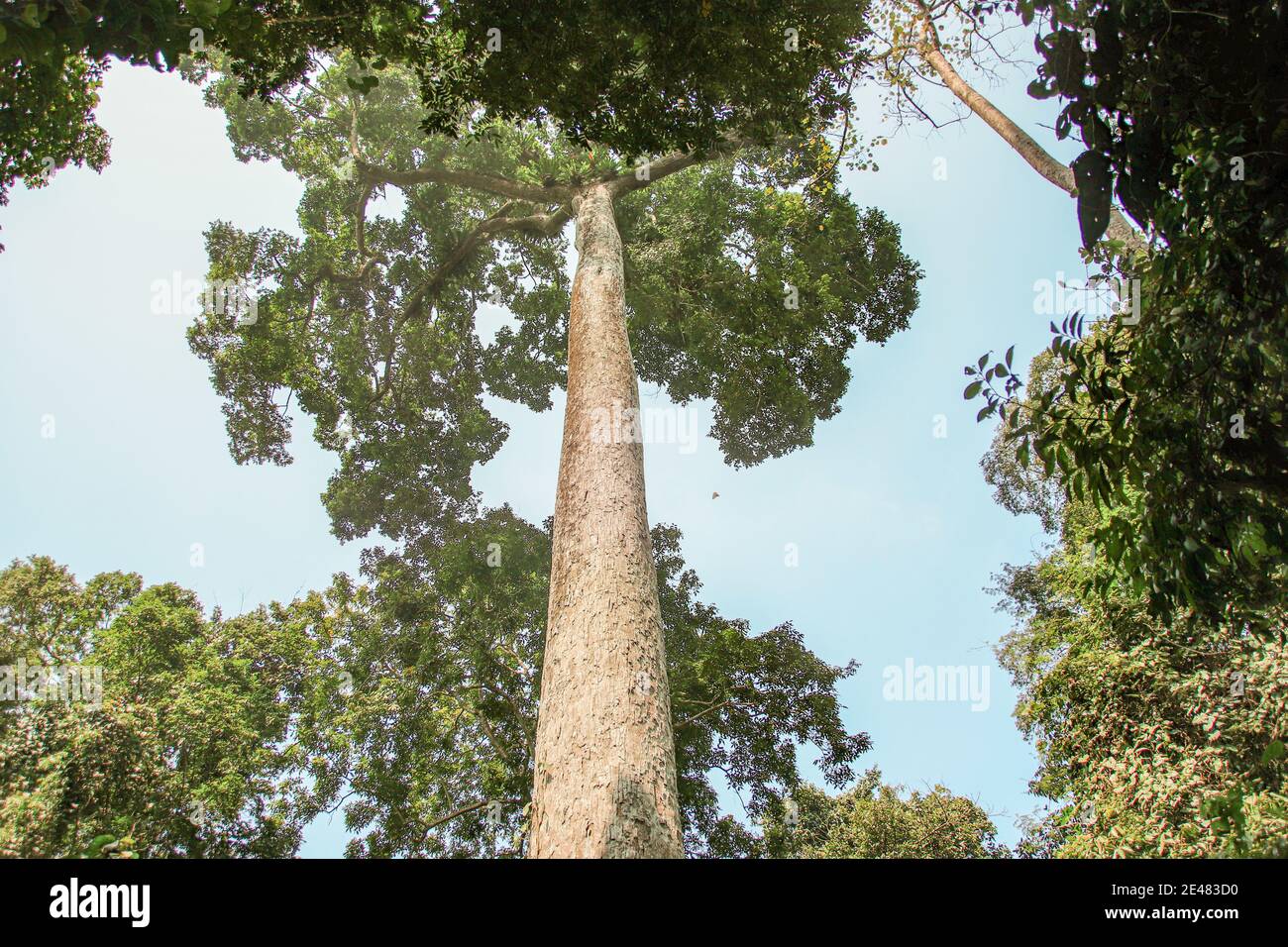Low angle shot of tall entandrophragma trees Stock Photo - Alamy