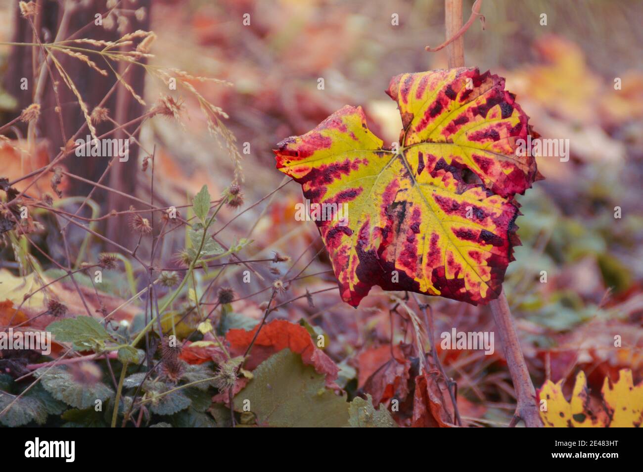 Red leaf edges hi-res stock photography and images - Alamy