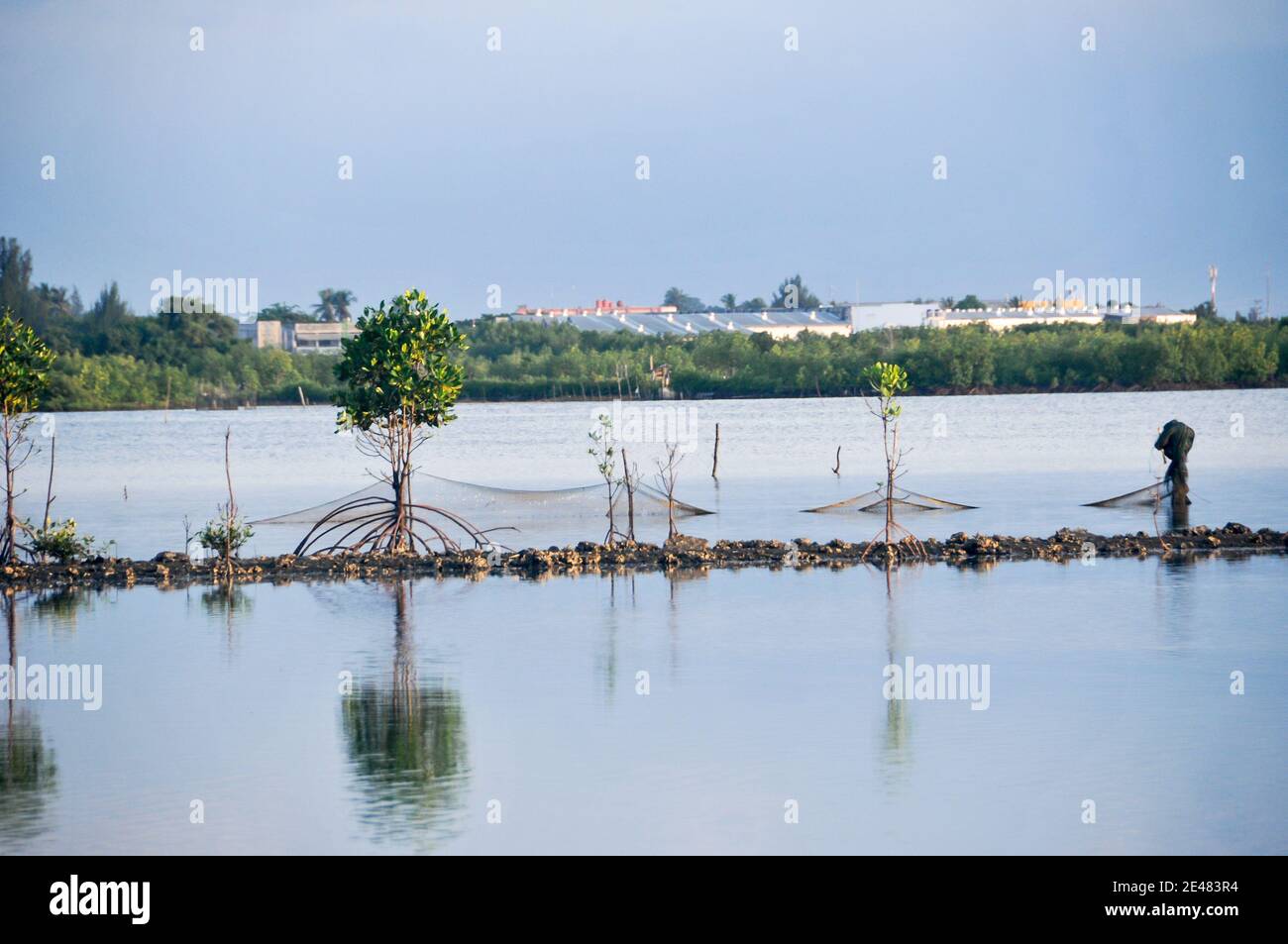 Mangroves in fish ponds Stock Photo - Alamy