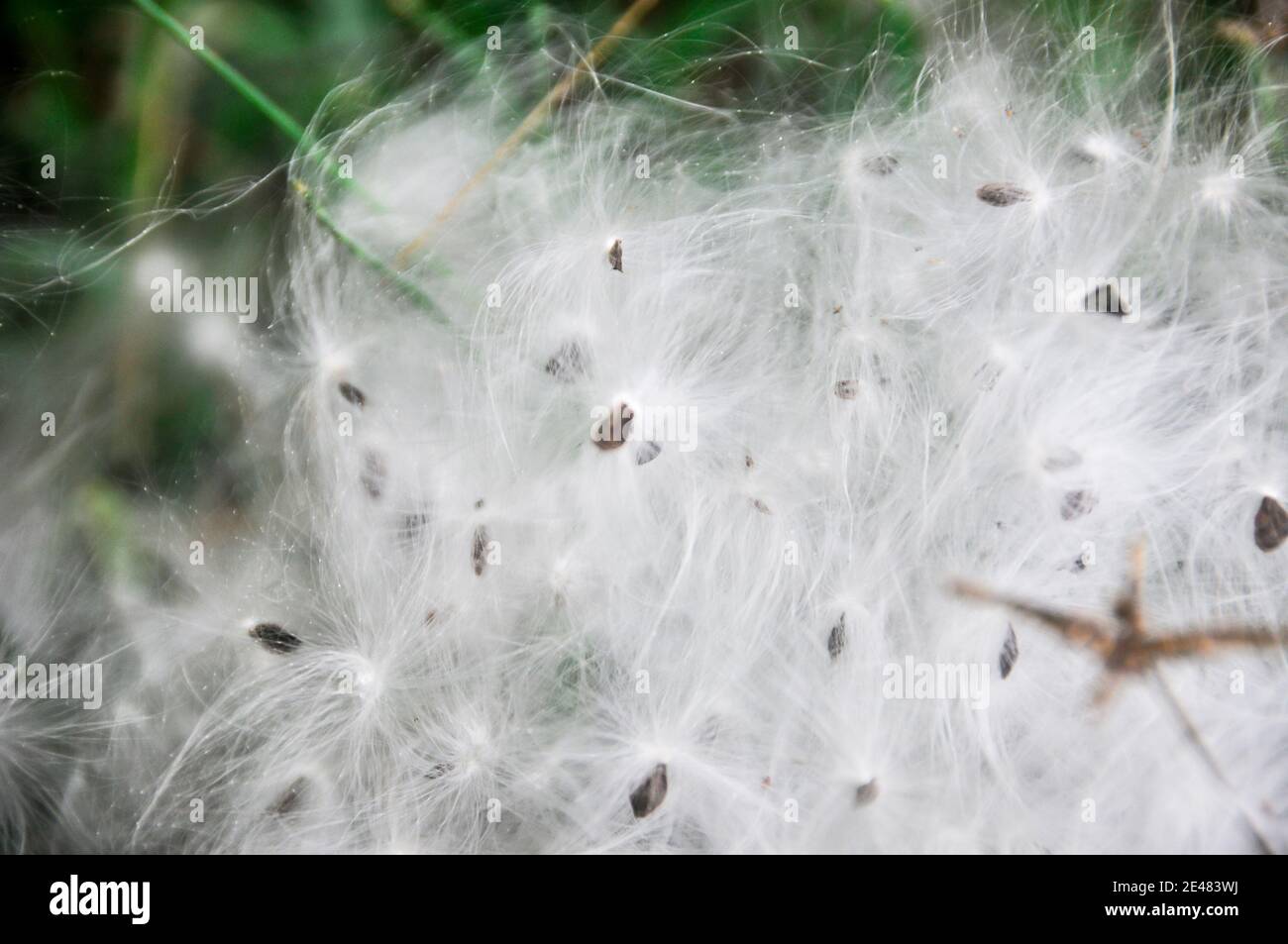 The cotton of the biduri Stock Photo - Alamy