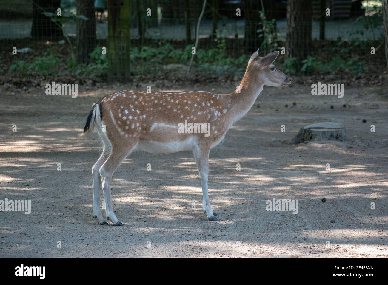 Young deer with a small tail and white dots on his fur standing in the ...