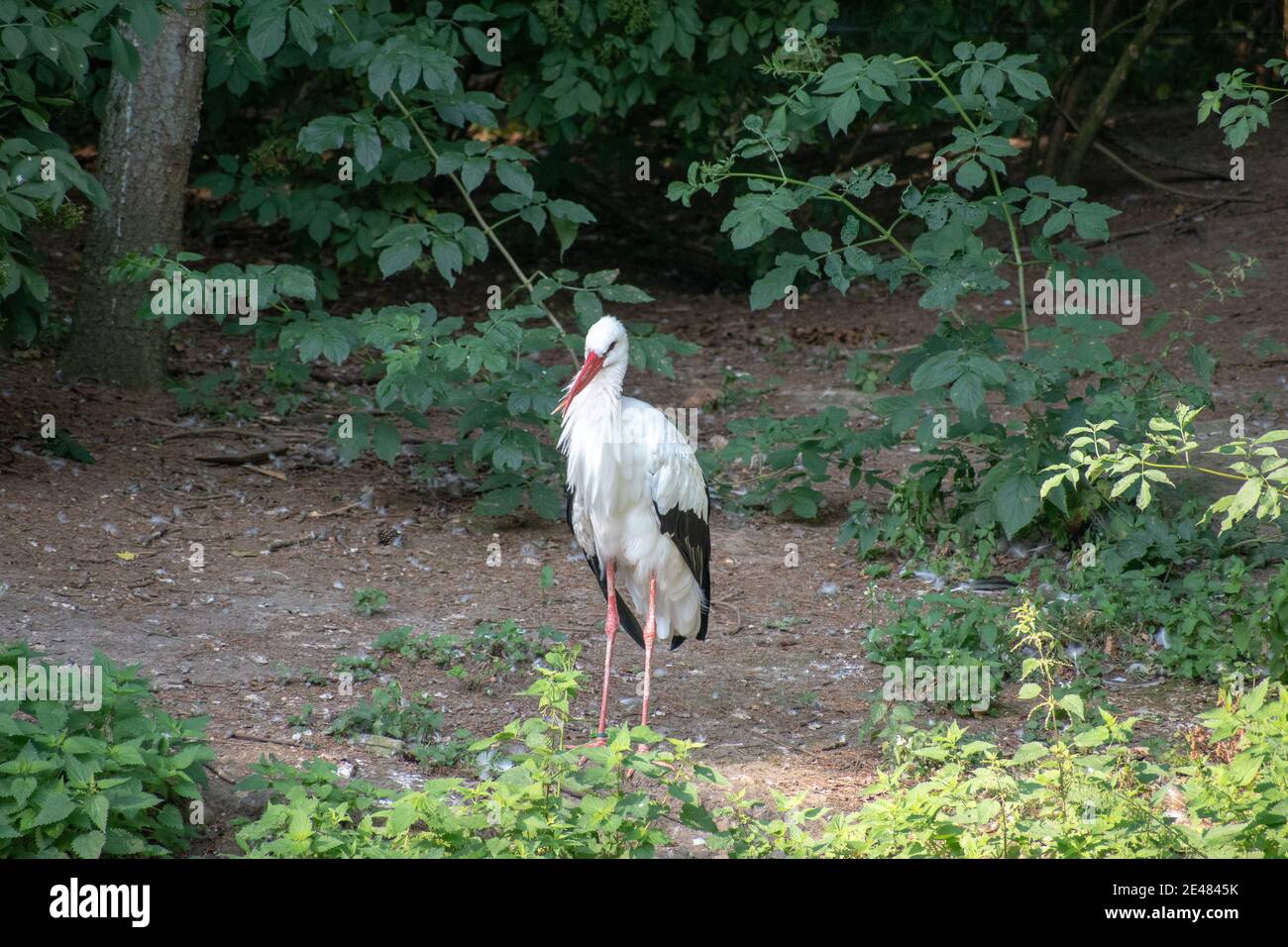 Single white stork with red feet and beak standing in the park outside ...