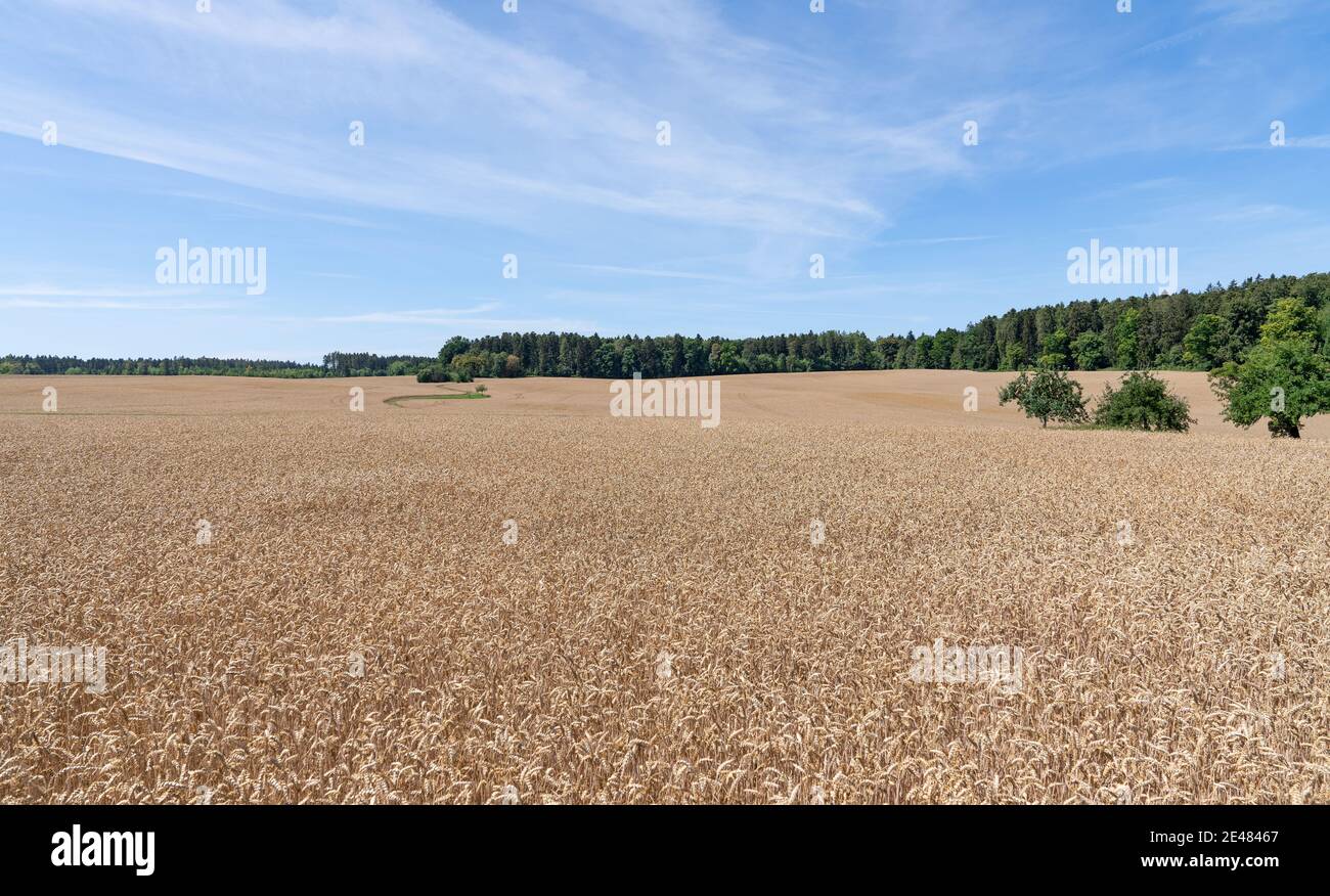 Large, idyllic grain field surrounded by forest Stock Photo - Alamy