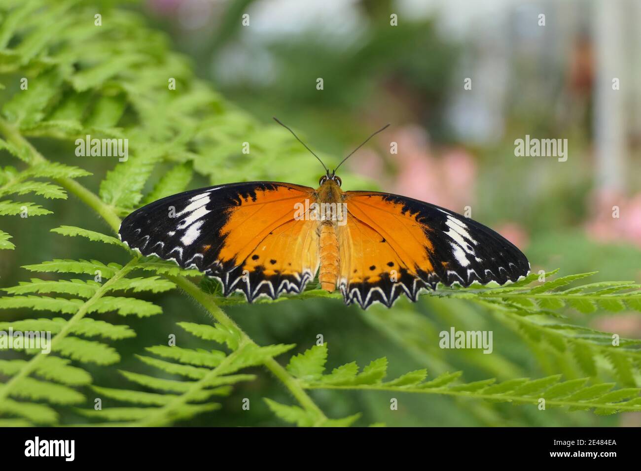 The colorful butterfly leopard lacewing, in latin Cethosia cyane, sits ...