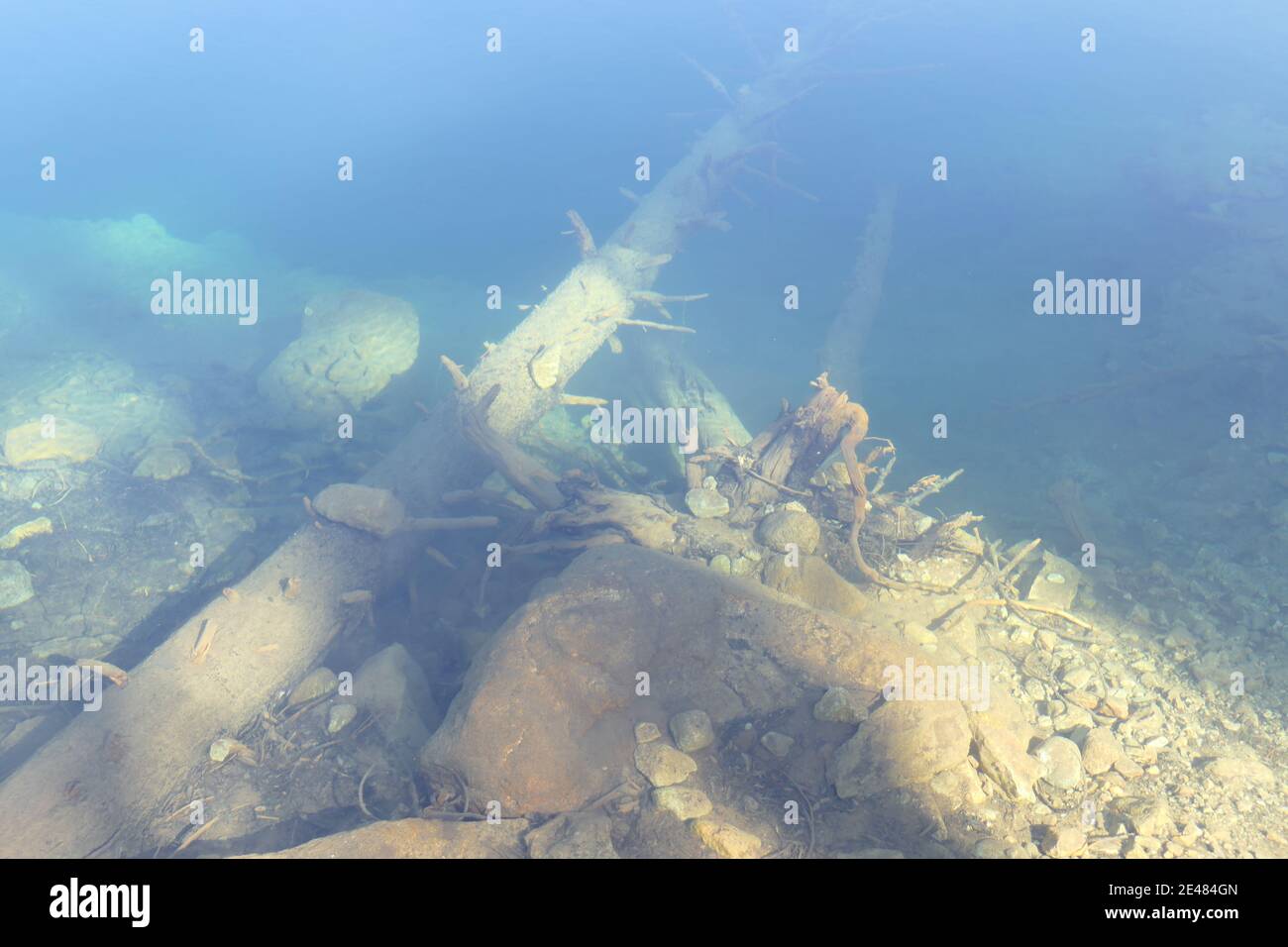 Mysterious underwater landscape with sunken tree trunk and other ...
