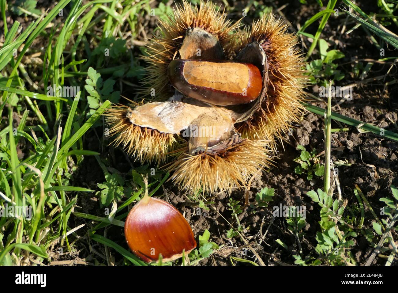 Ripe sweet chestnuts with edible fruit and prickly skin fallen from the ...