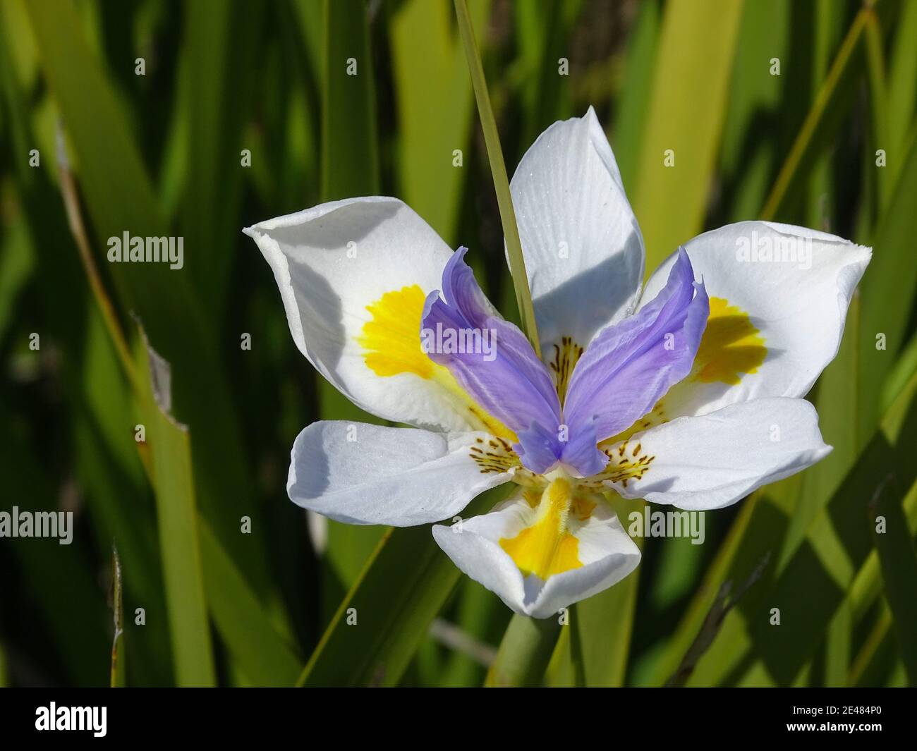 Dietes grandiflora hi-res stock photography and images - Alamy