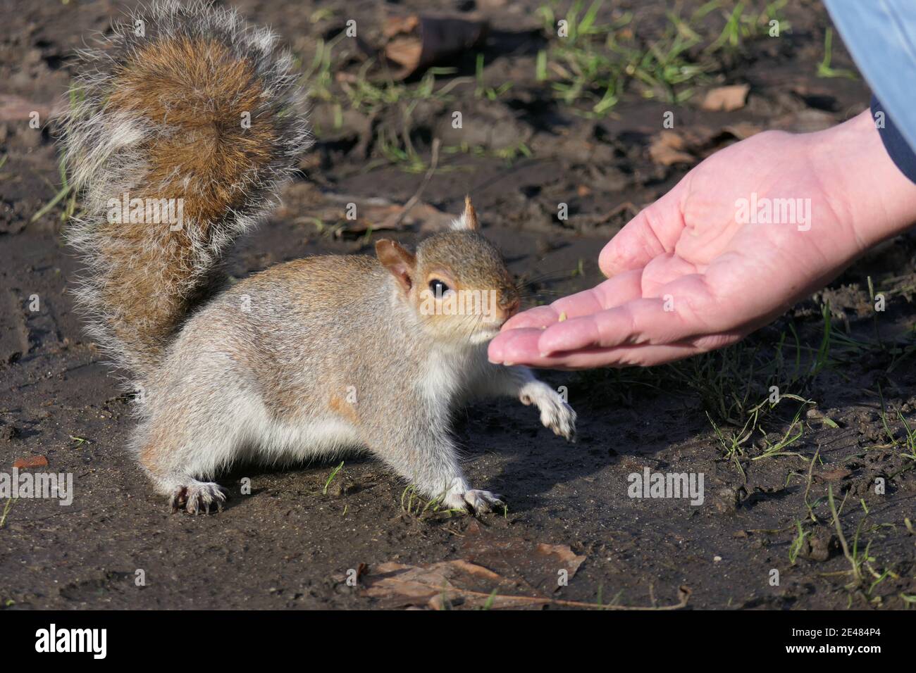 Handtamed squirrel sniffs at the human hand if there are more nuts ...