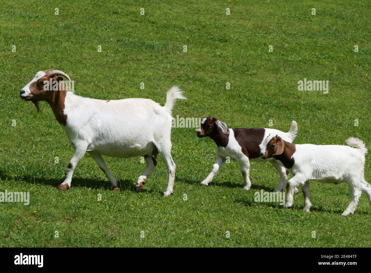 White brown goat family with mother and two kids on a lush meadow Stock ...