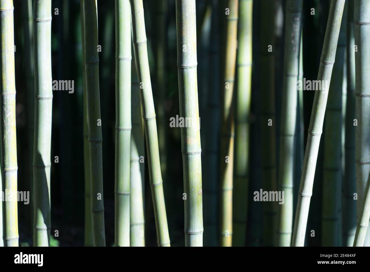 Bamboo trunks hi-res stock photography and images - Alamy