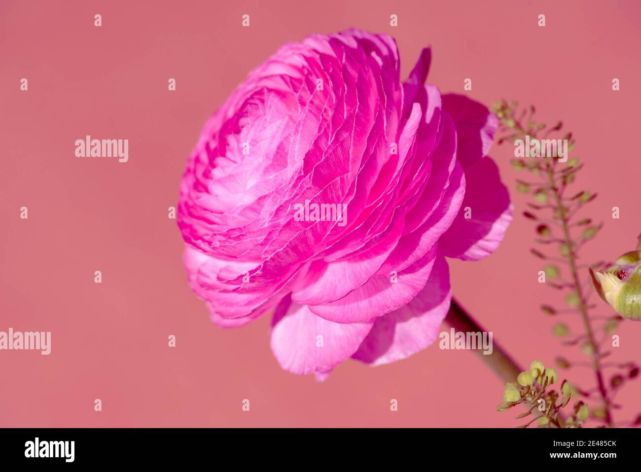 Double headed rose hi-res stock photography and images - Alamy