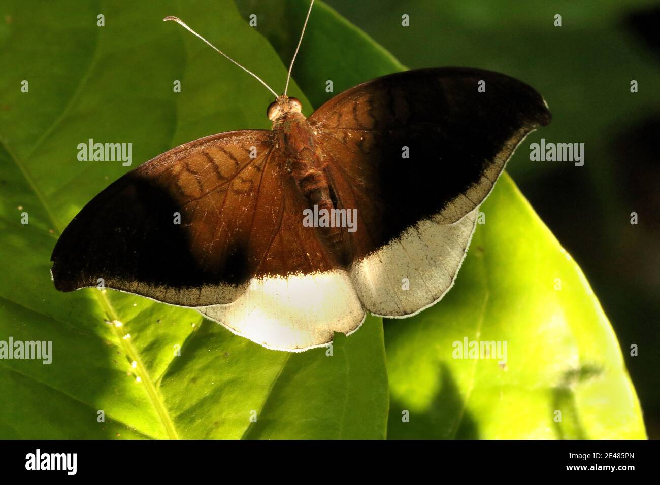 Grey count butterfly, Tanaecia lepidea, Sammillan Shetty`s Butterfly ...