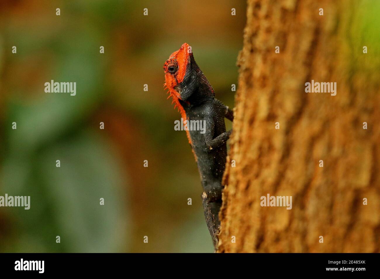 Roux Forest Calotes, Calotes rouxii, Bhadra tiger reserve, Karnataka ...