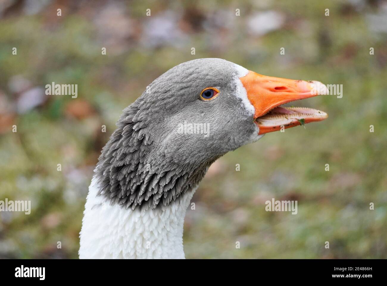 Pomeranian goose hi-res stock photography and images - Alamy