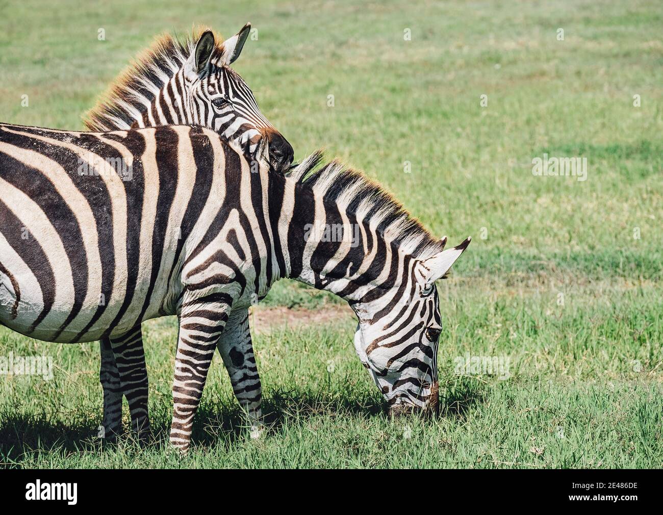 Male and female zebras hi-res stock photography and images - Alamy