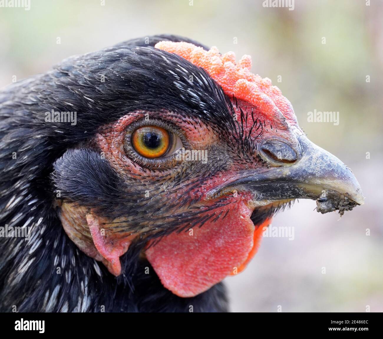 Australorp chicken hen hi-res stock photography and images - Alamy