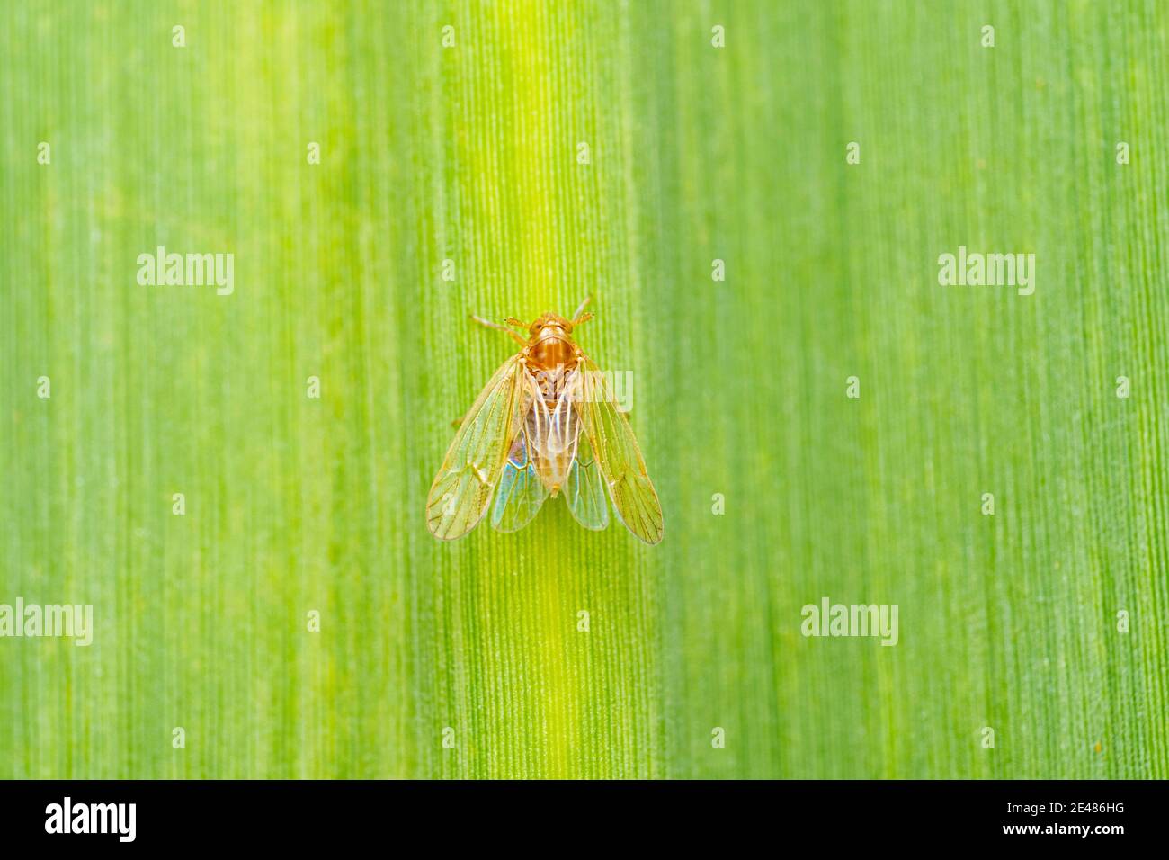 Brown plant hopper rice hi-res stock photography and images - Alamy