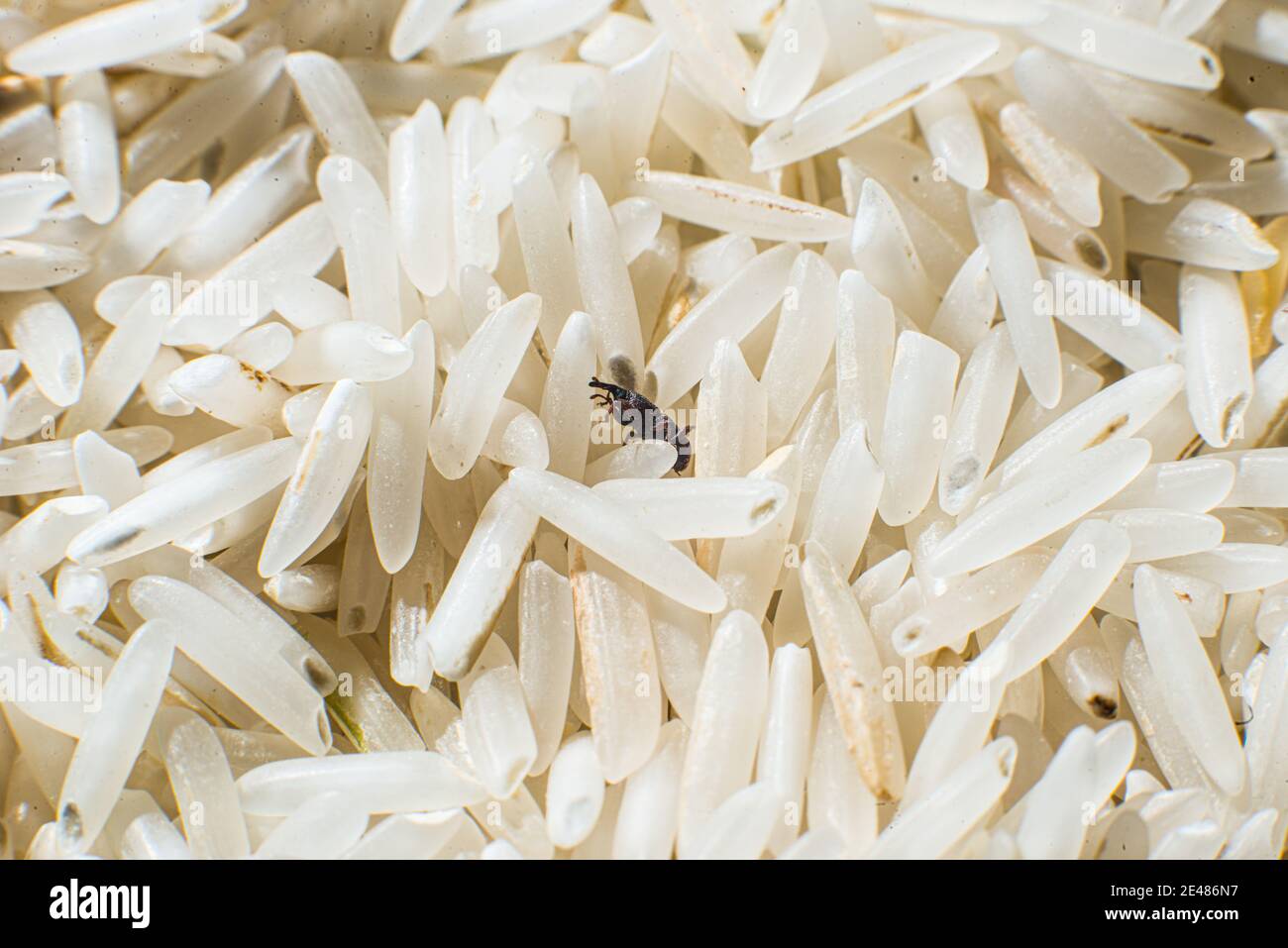 Rice weevil in a pile of rice Stock Photo - Alamy