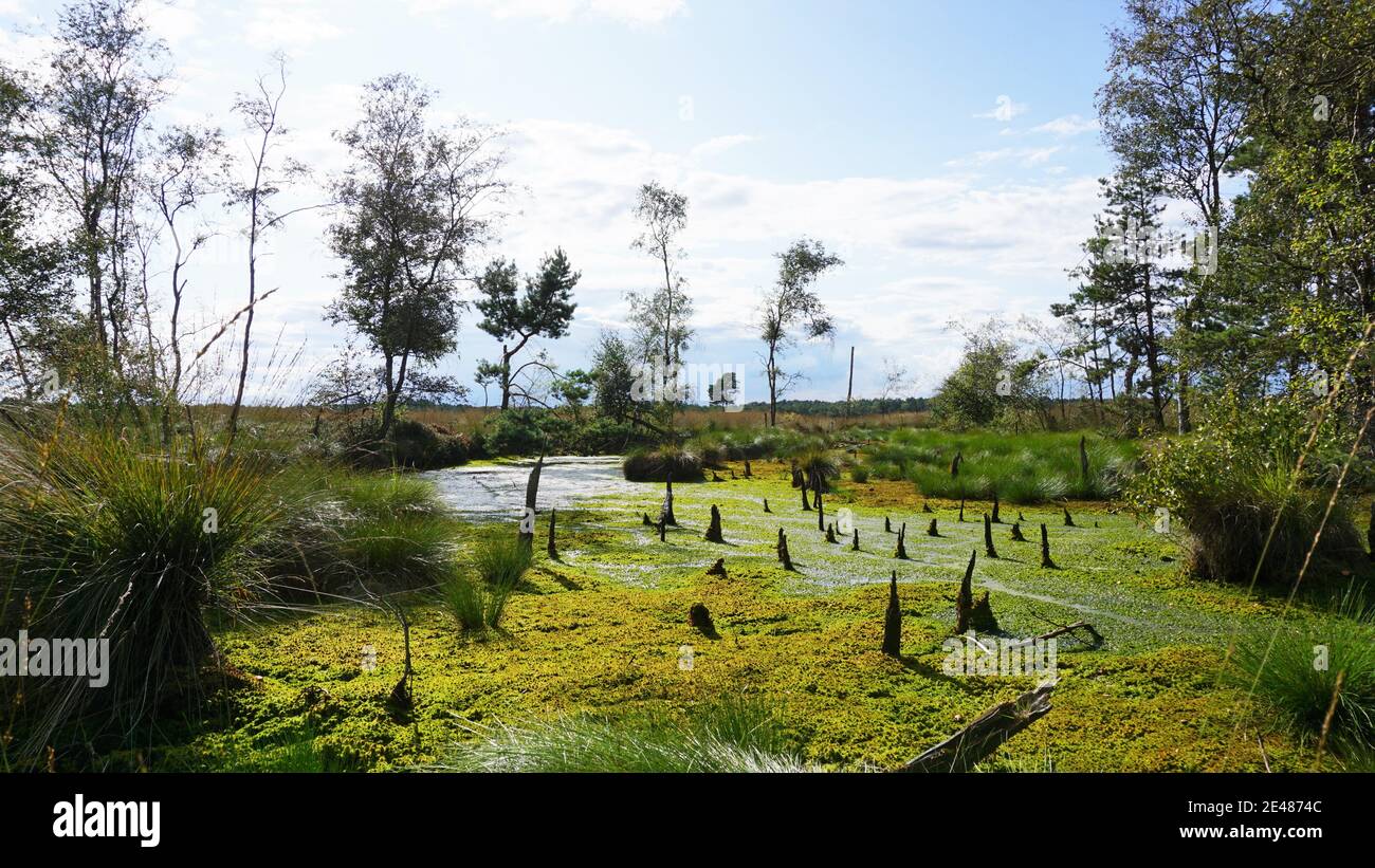 Rustic green moorland in Germany. Pietzmoor near the Lüneburg Heath ...
