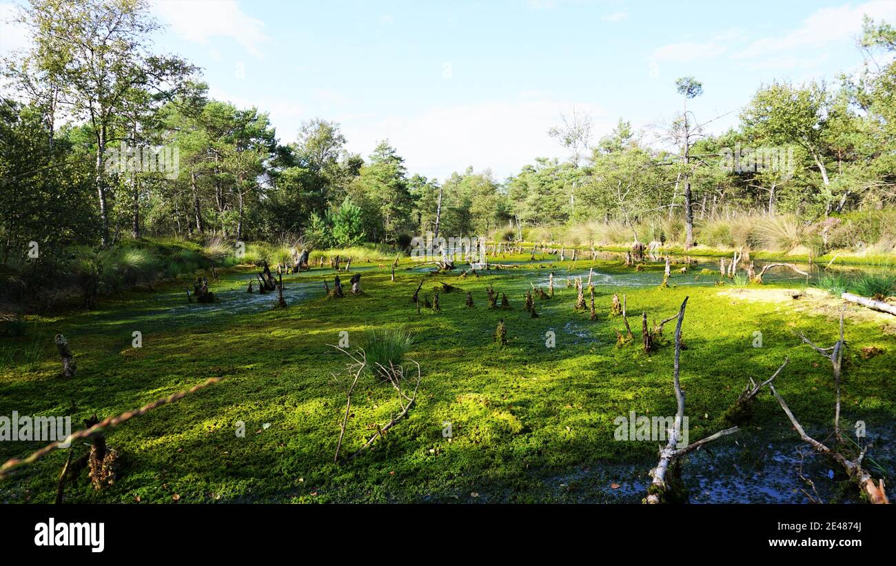 In pietzmoor hi-res stock photography and images - Alamy