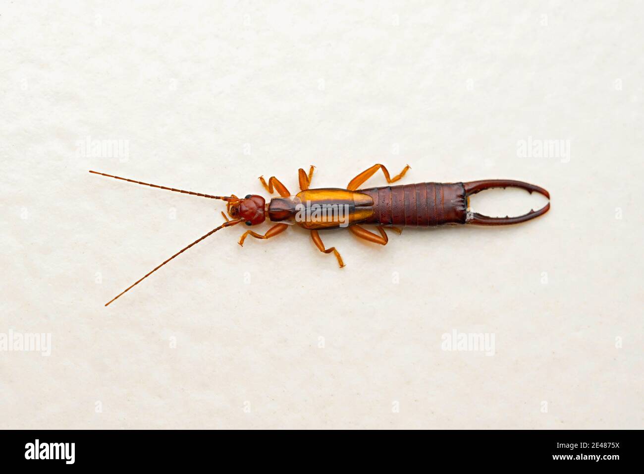 Earwig, Labidura riparia, Satara, Maharashtra, India Stock Photo - Alamy