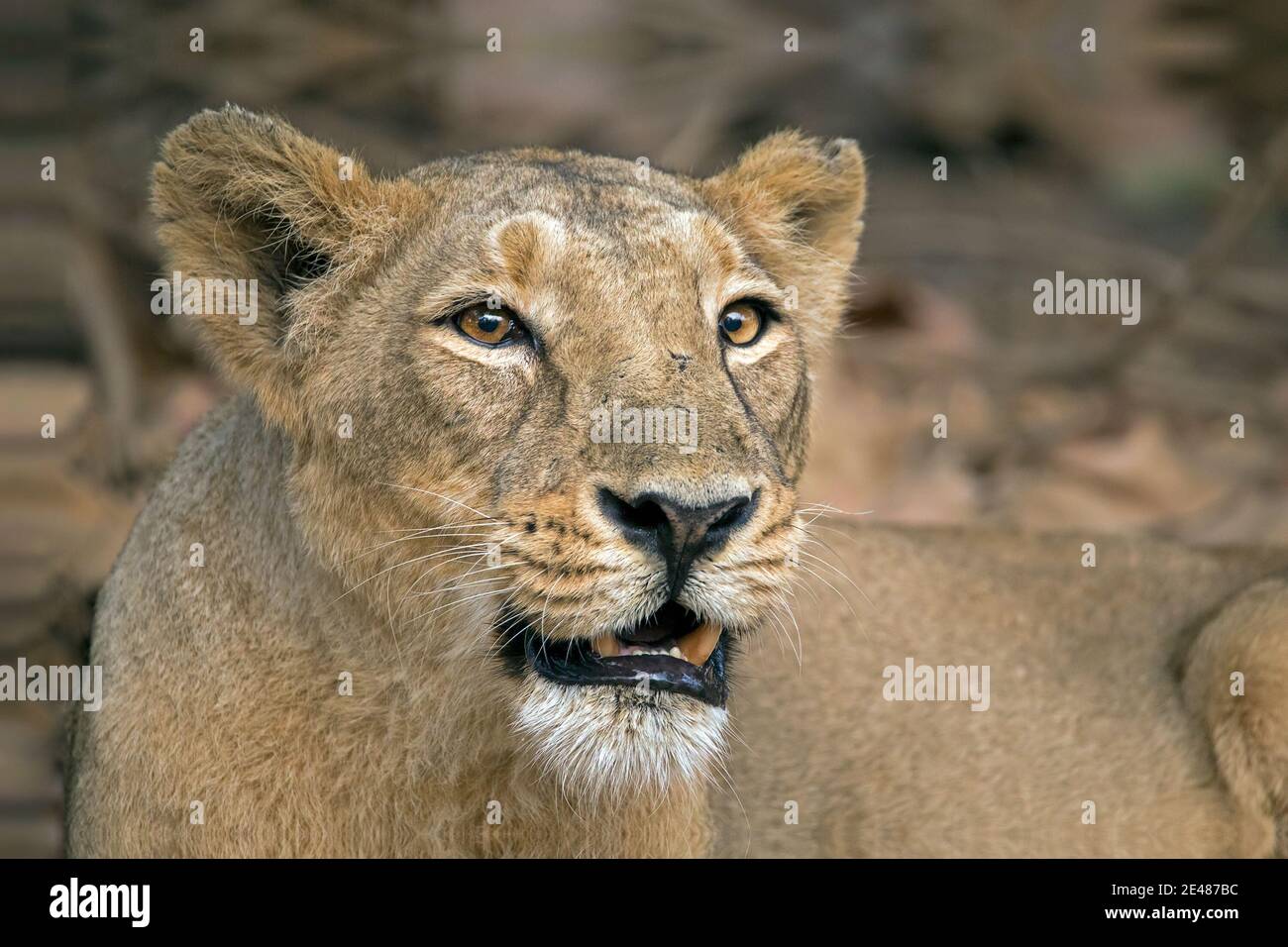 Portrait of an Asiatic Lioness Stock Photo - Alamy