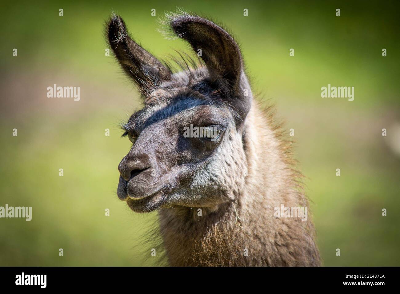White llama Lama glama portrait. Focus on eyes Stock Photo - Alamy