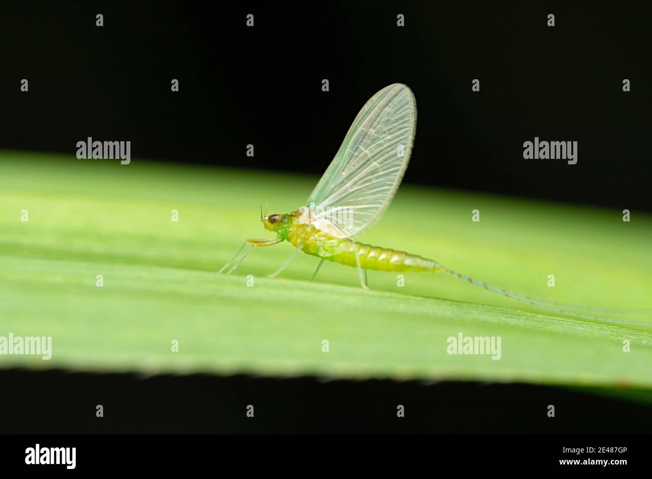 Green mayfly subadult, Rhithrogena germanica, Satara, Maharashtra ...