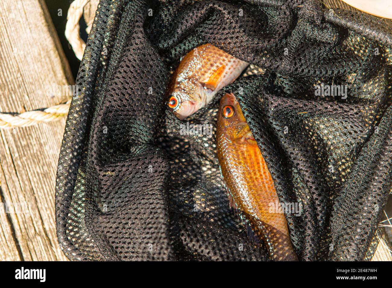 Two small fishes caught in a black net Stock Photo - Alamy