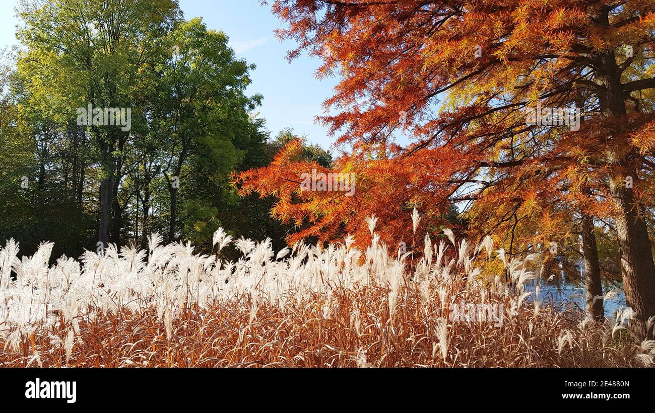 Contrasting colors in nature hi-res stock photography and images - Alamy