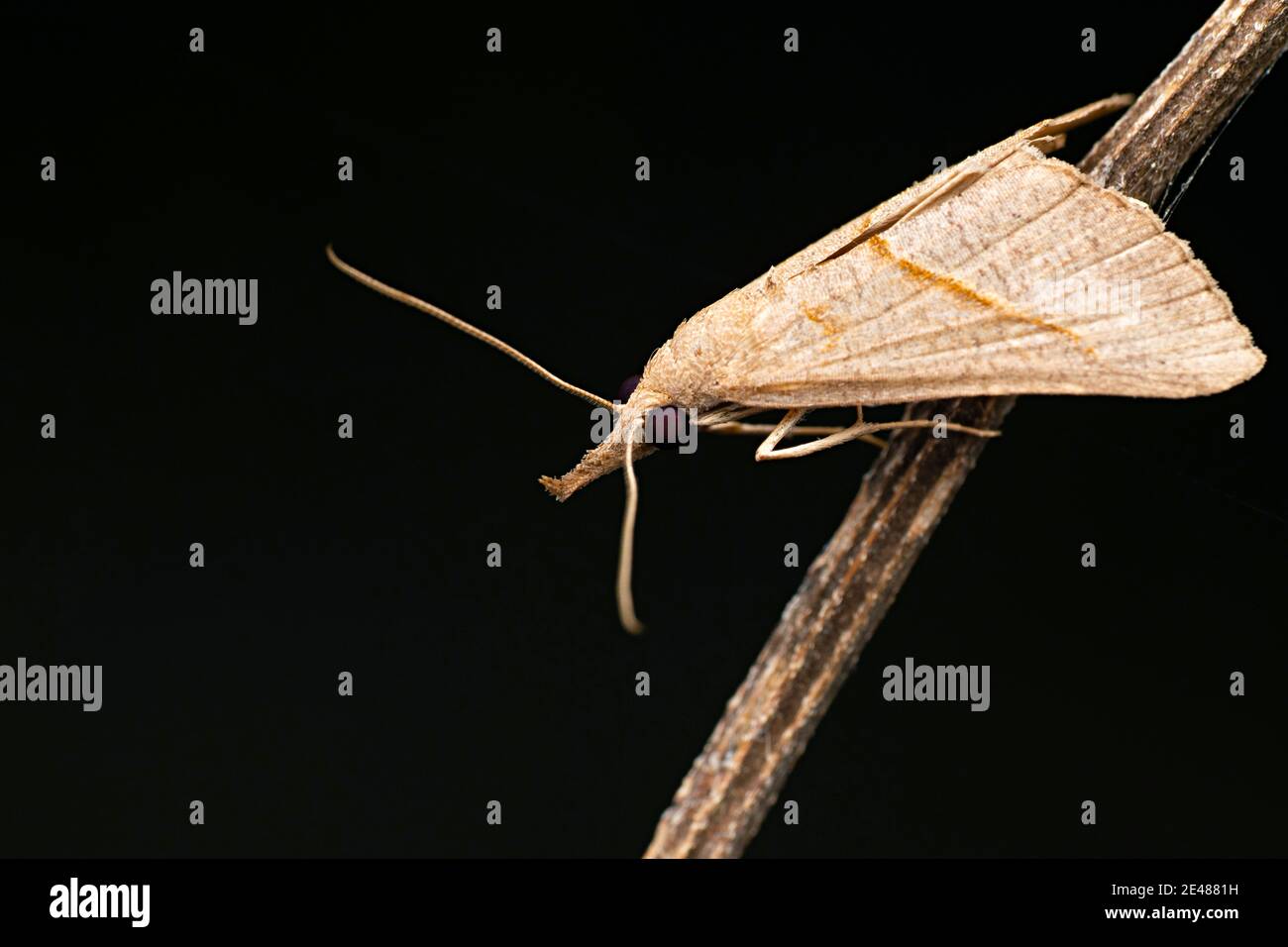 Snout moth, Hypena proboscidalis, Satara, Maharashtra, India Stock ...