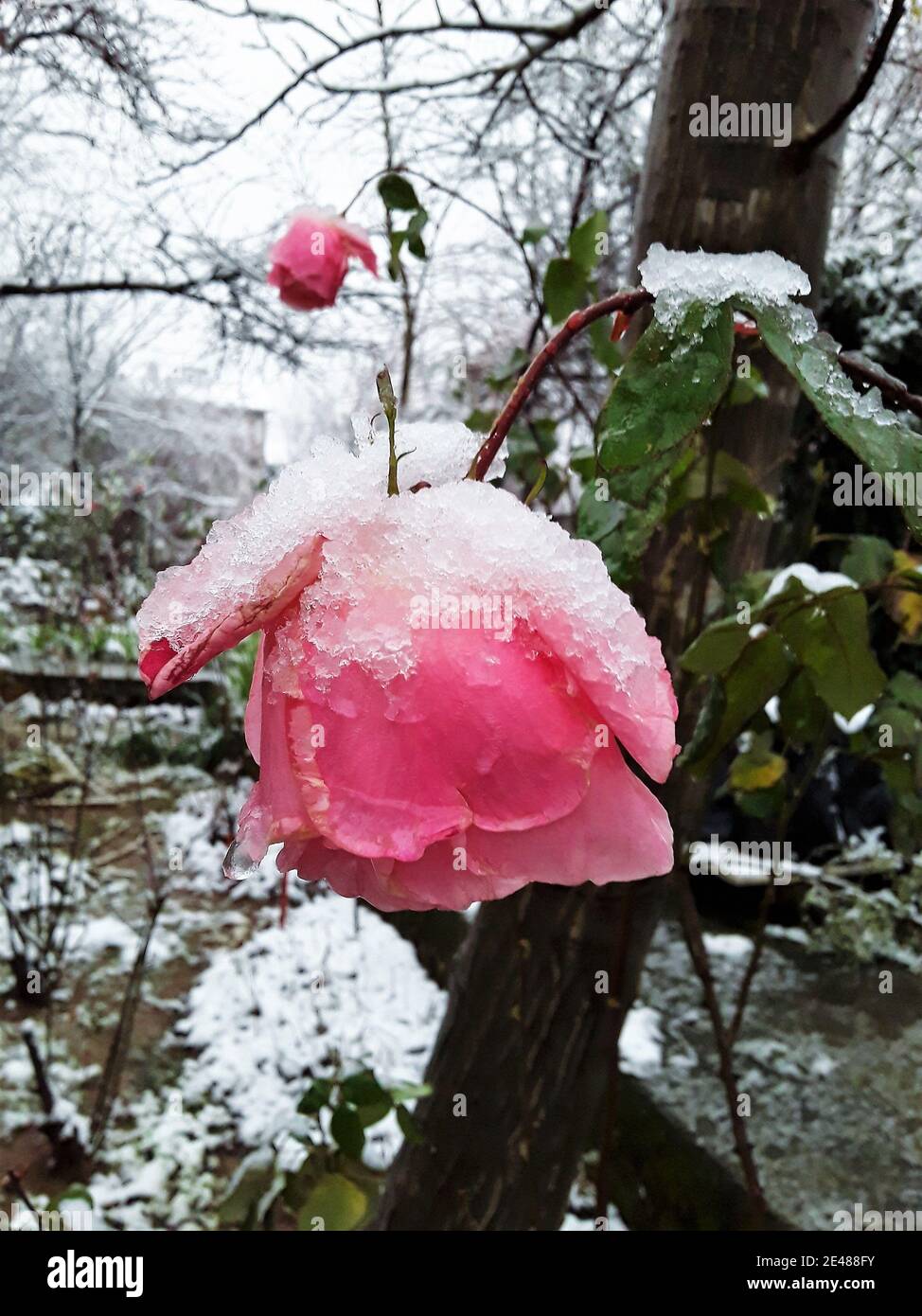 Frozen rose hi-res stock photography and images - Alamy